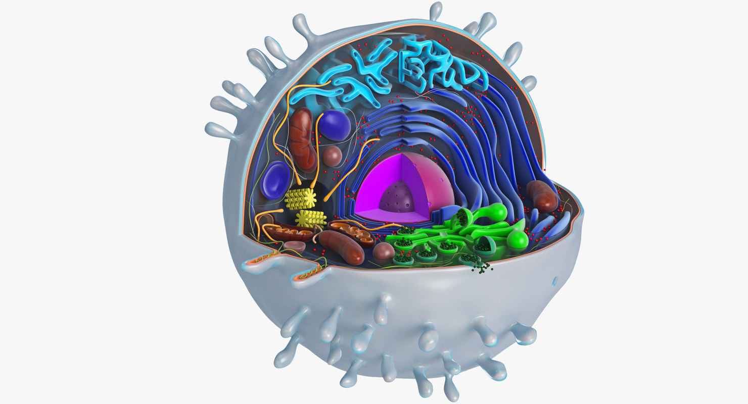 Animal cell model - TurboSquid 1412295
