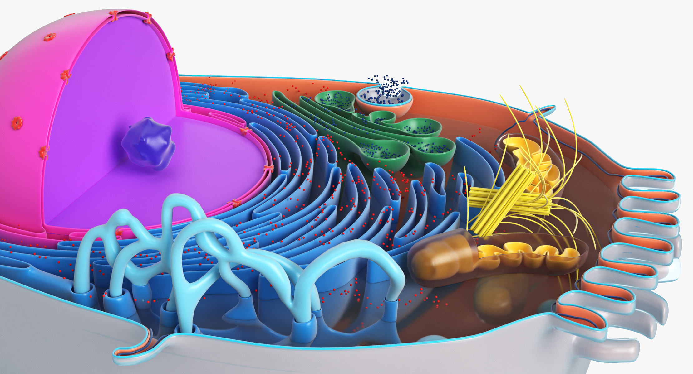 modelo 3d Célula animal 2 - TurboSquid 1412296