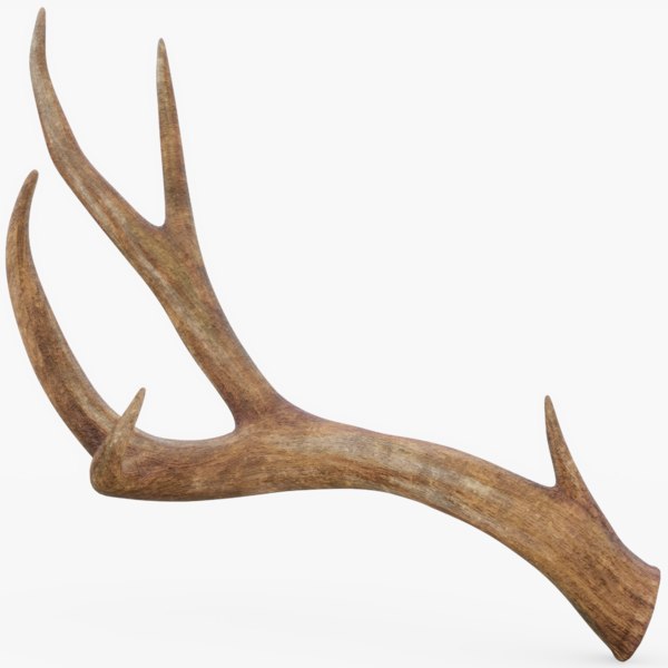 elk skull 3d obj