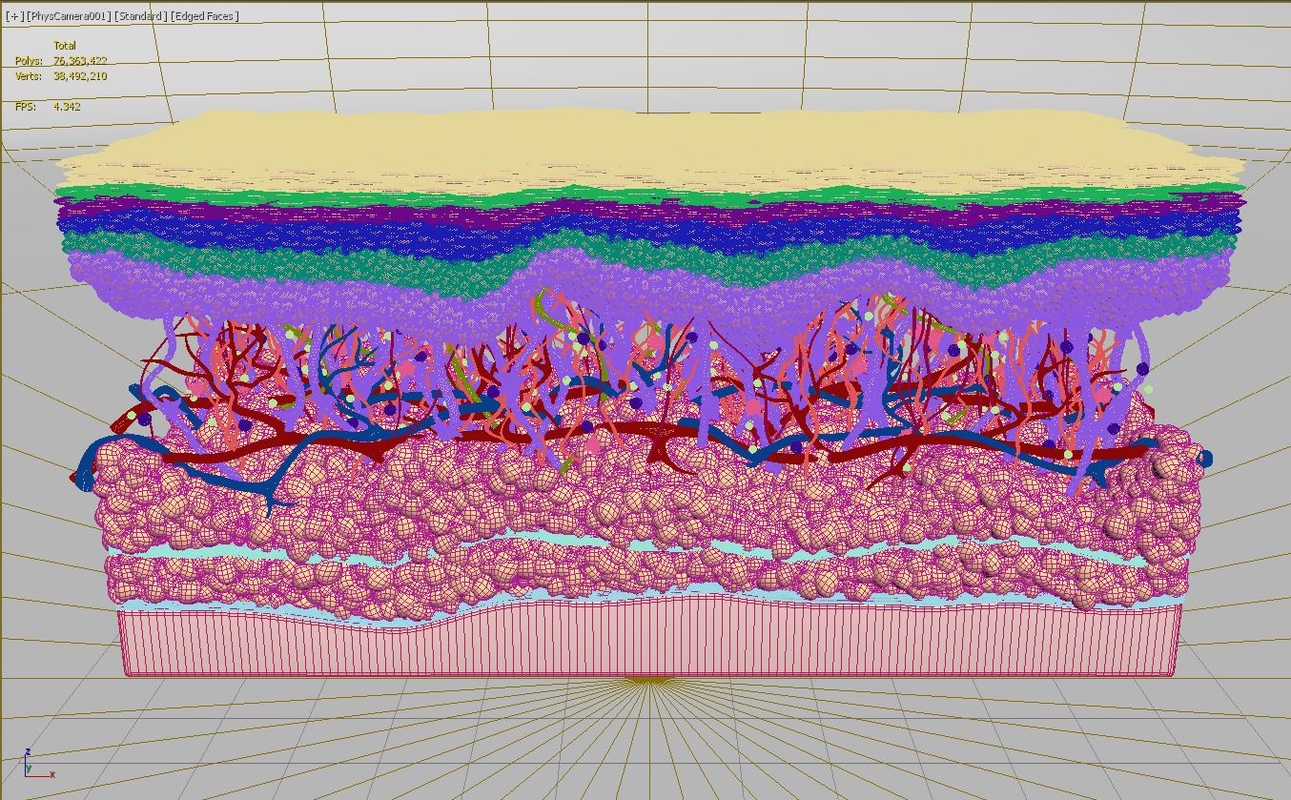 modelo 3d Corte transversal de la piel - TurboSquid 1412978