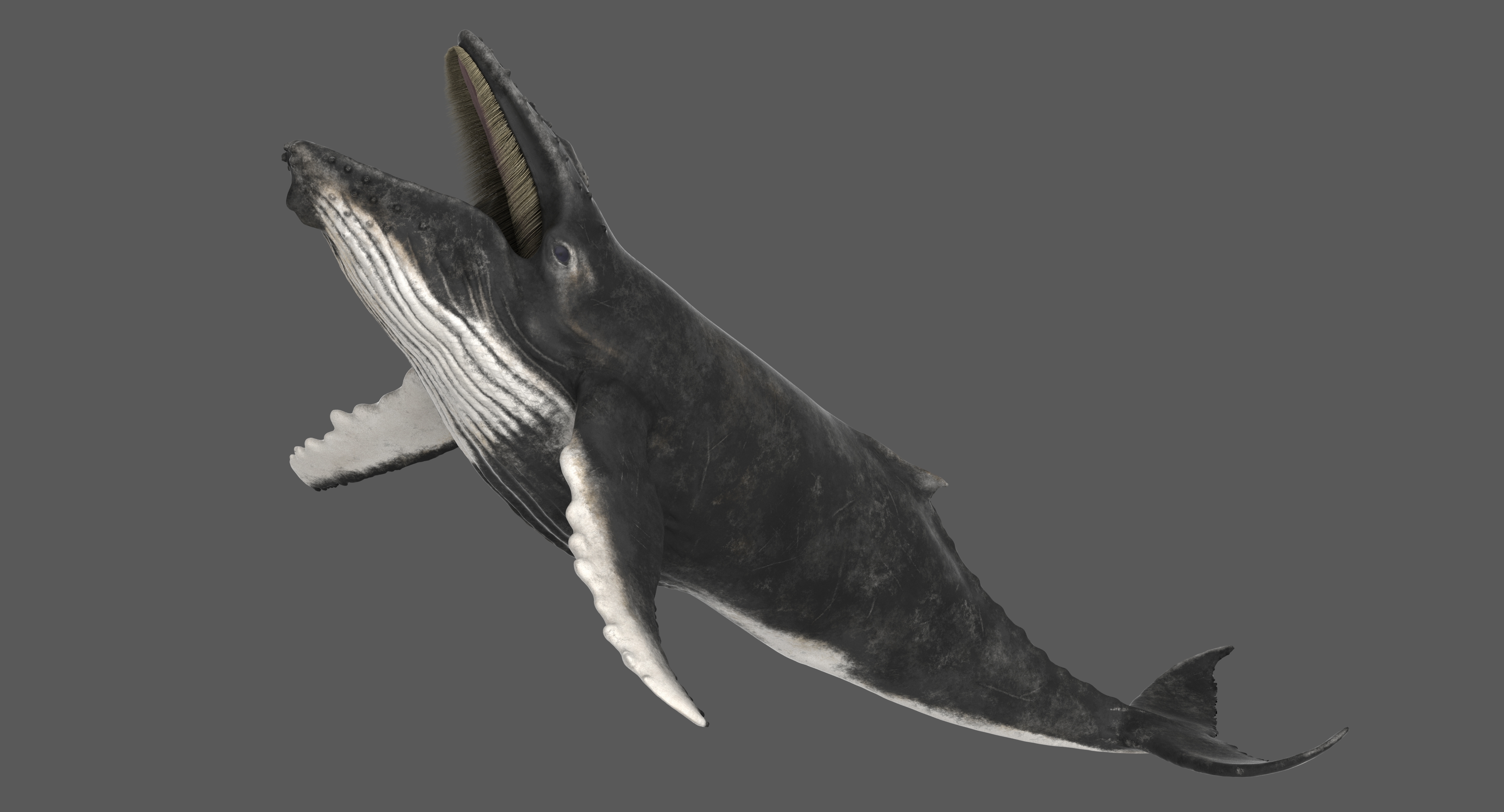 Rigged humpback whale 3D model - TurboSquid 1413392