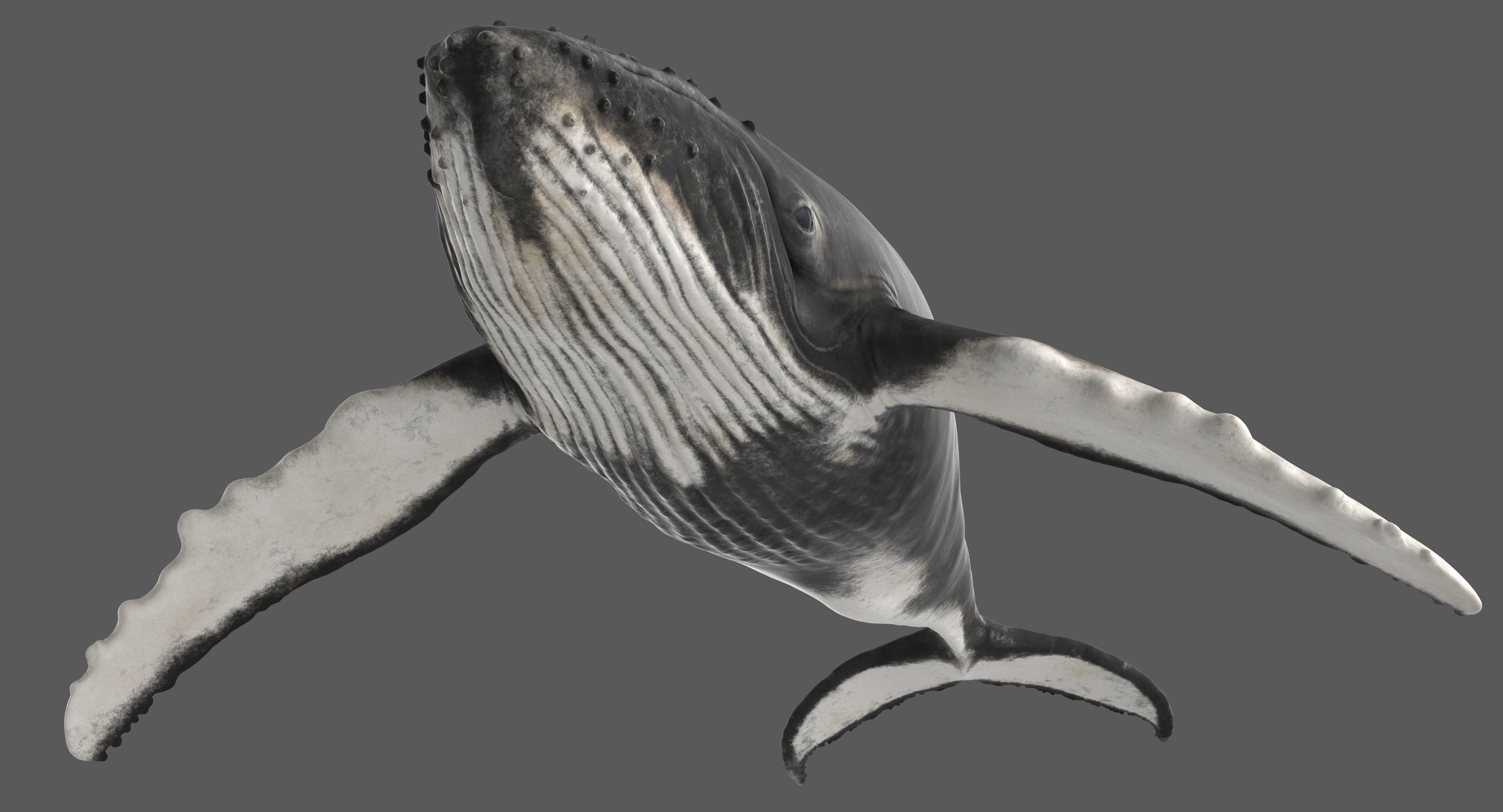 3D model humpback whale animation - TurboSquid 1413949