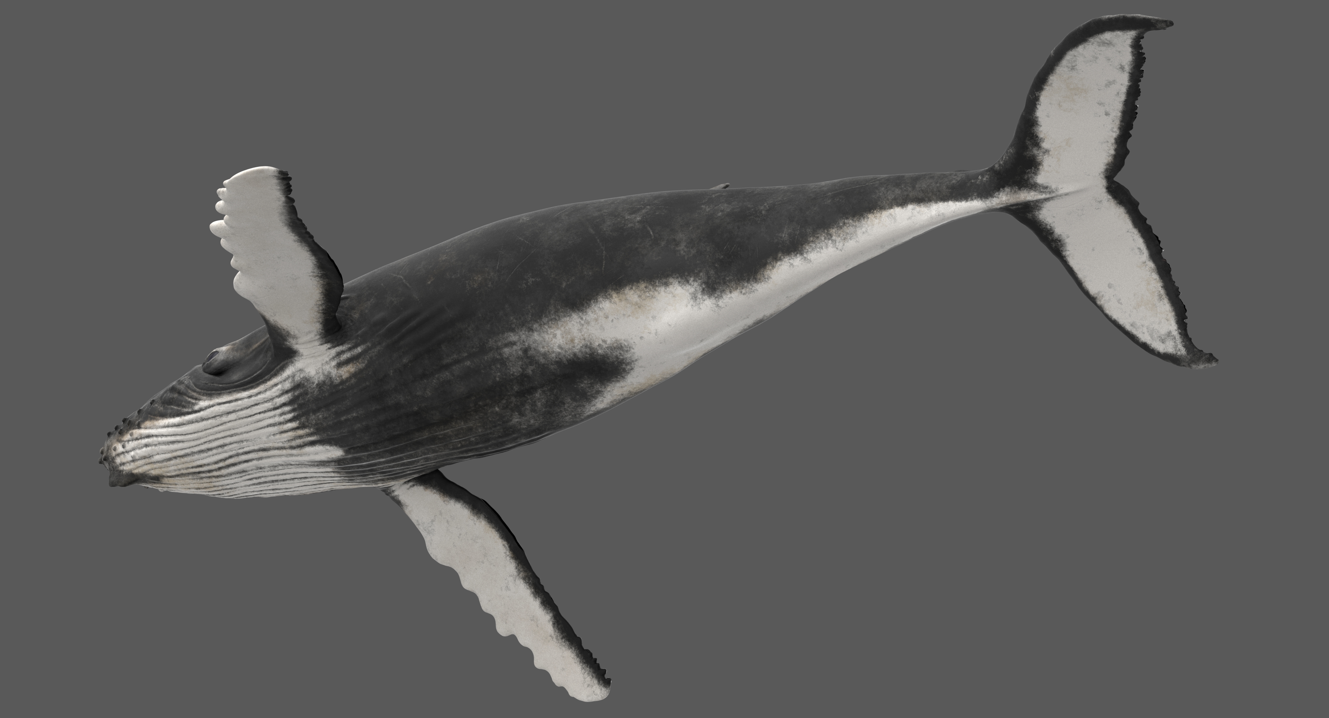 3D model humpback whale animation - TurboSquid 1413949