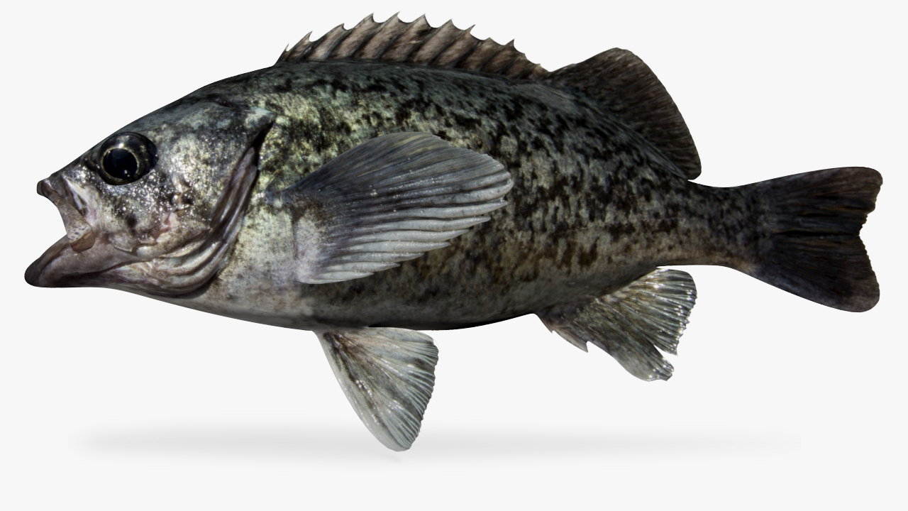 3D blue rockfish sebastes mystinus - TurboSquid 1413502