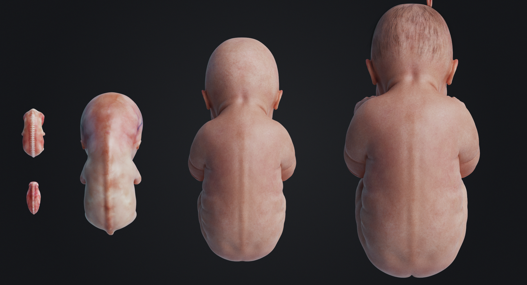 Menschlicher Embryo-Fötus 3D-Modell - TurboSquid 1413498