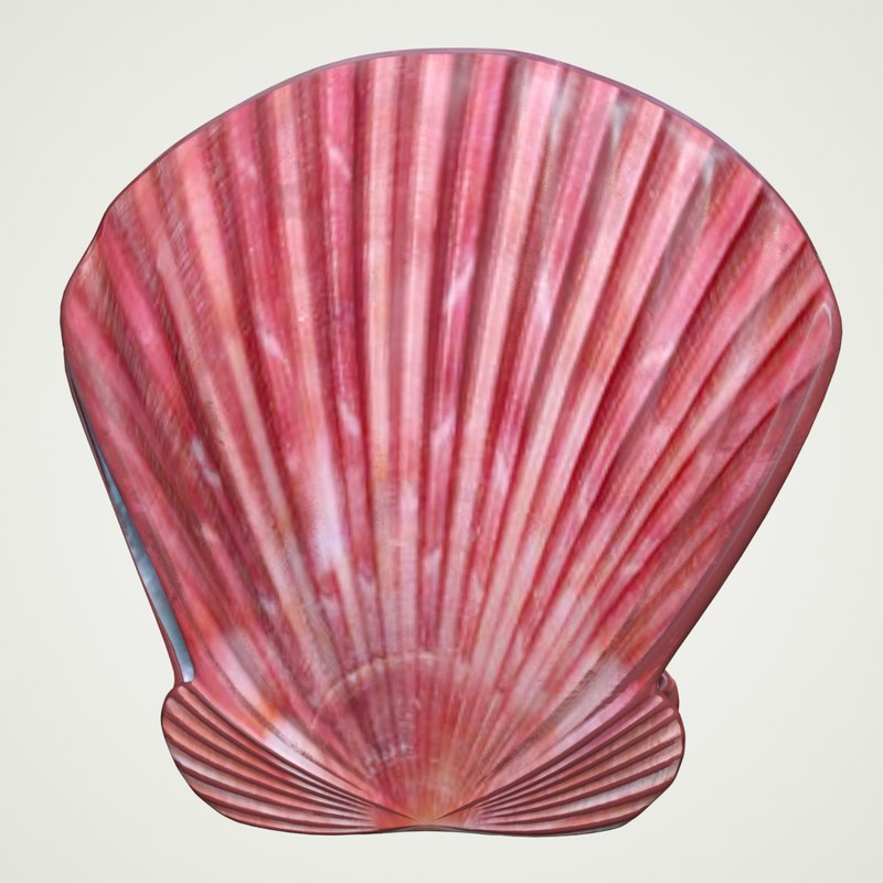 Sea shell scallop pecten 3D model - TurboSquid 1413871