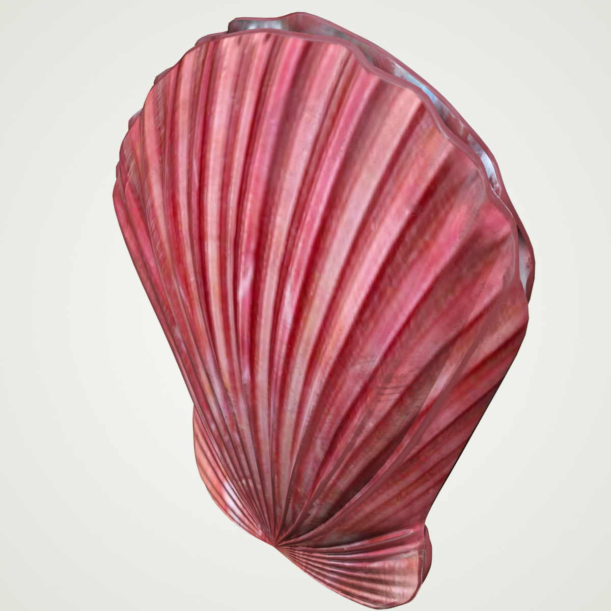 Sea shell scallop pecten 3D model - TurboSquid 1413871