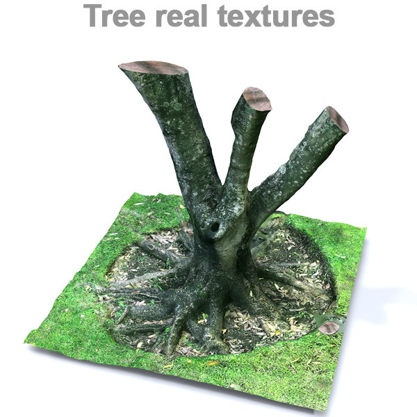 3d Tree Trunk Model Turbosquid 1413933