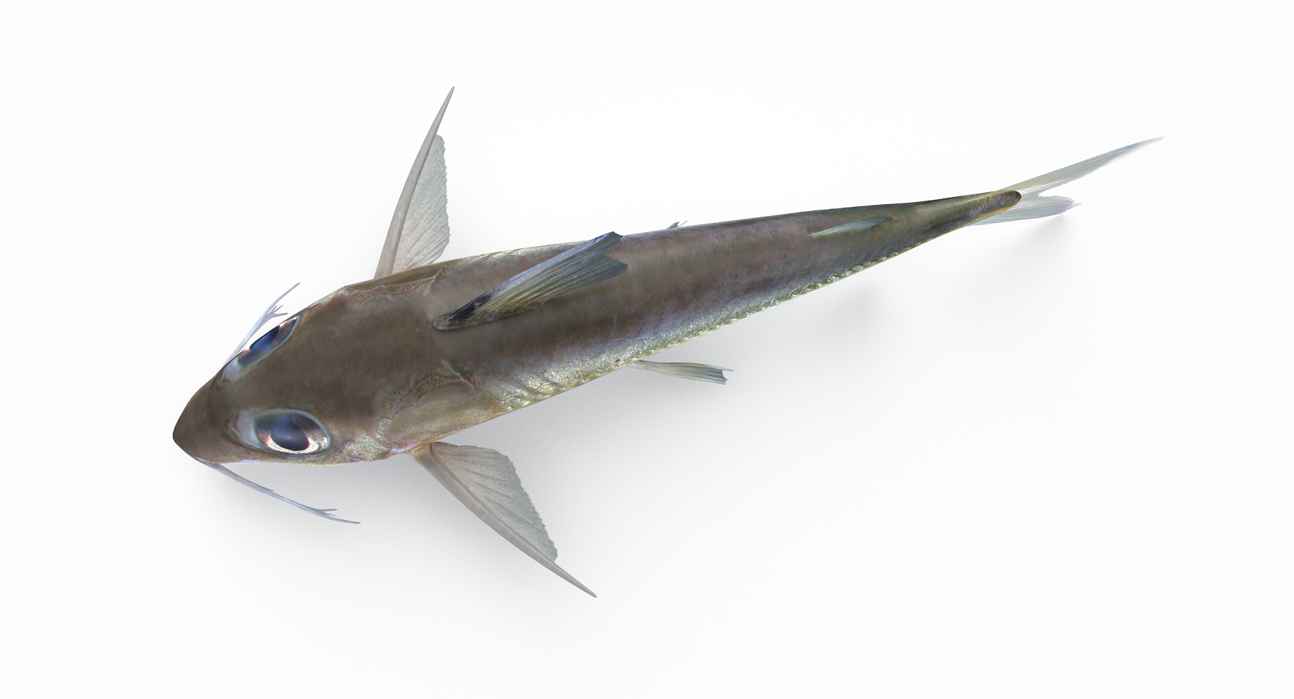 Mouse catfish 3D model - TurboSquid 1414115