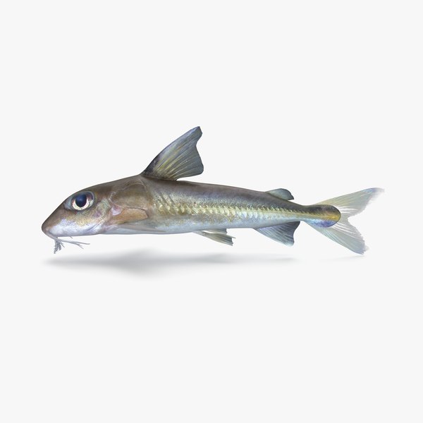 3d fishes neon tetra model