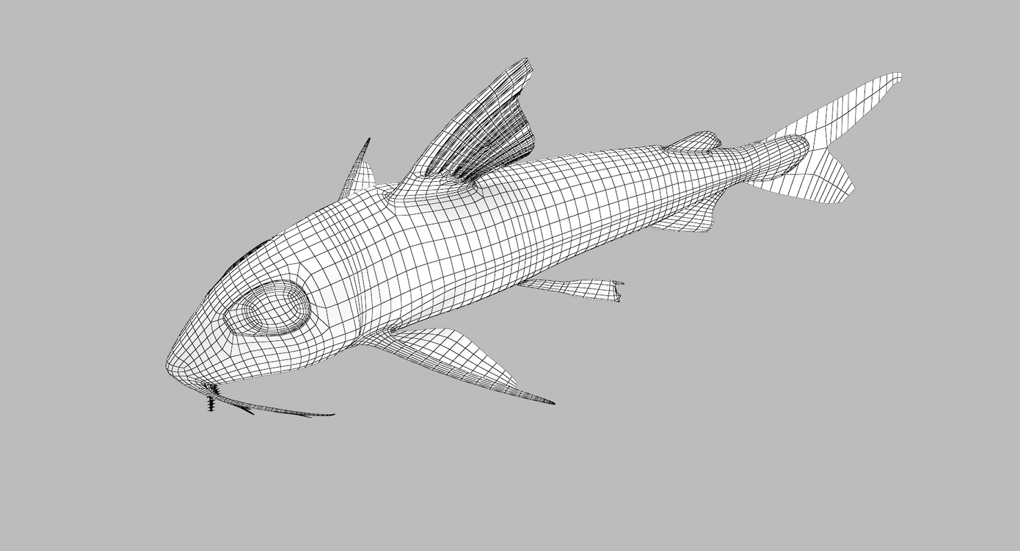 Mouse catfish 3D model - TurboSquid 1414115