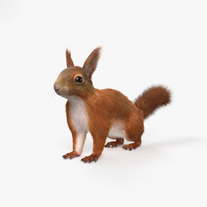 Squirrel 3D Models for Download | TurboSquid