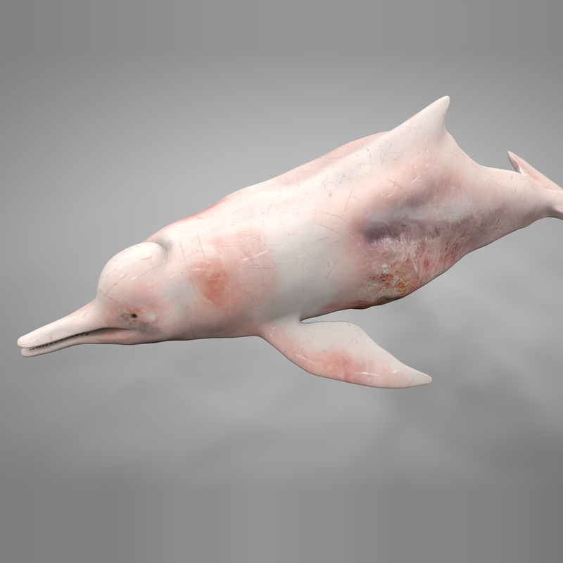 Amazon river dolphin rigged model - TurboSquid 1412989