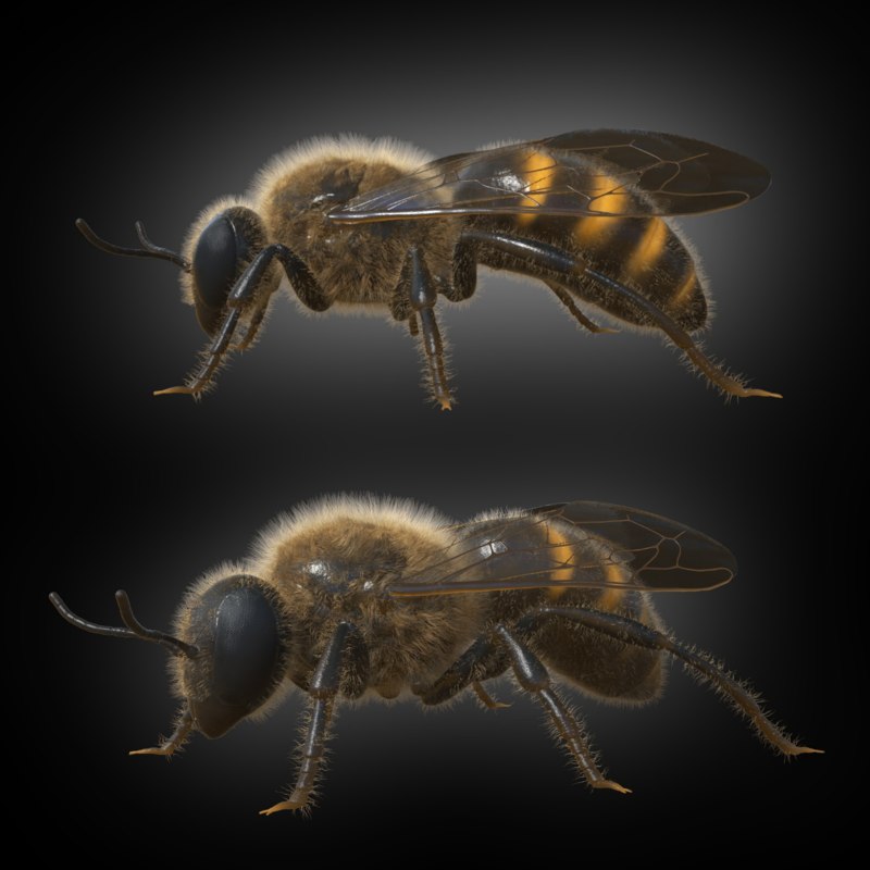 Honey bee insect animal creature 3D model - TurboSquid 1414599