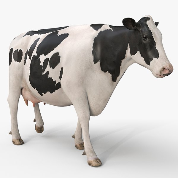 Cow 3D Models for Download | TurboSquid