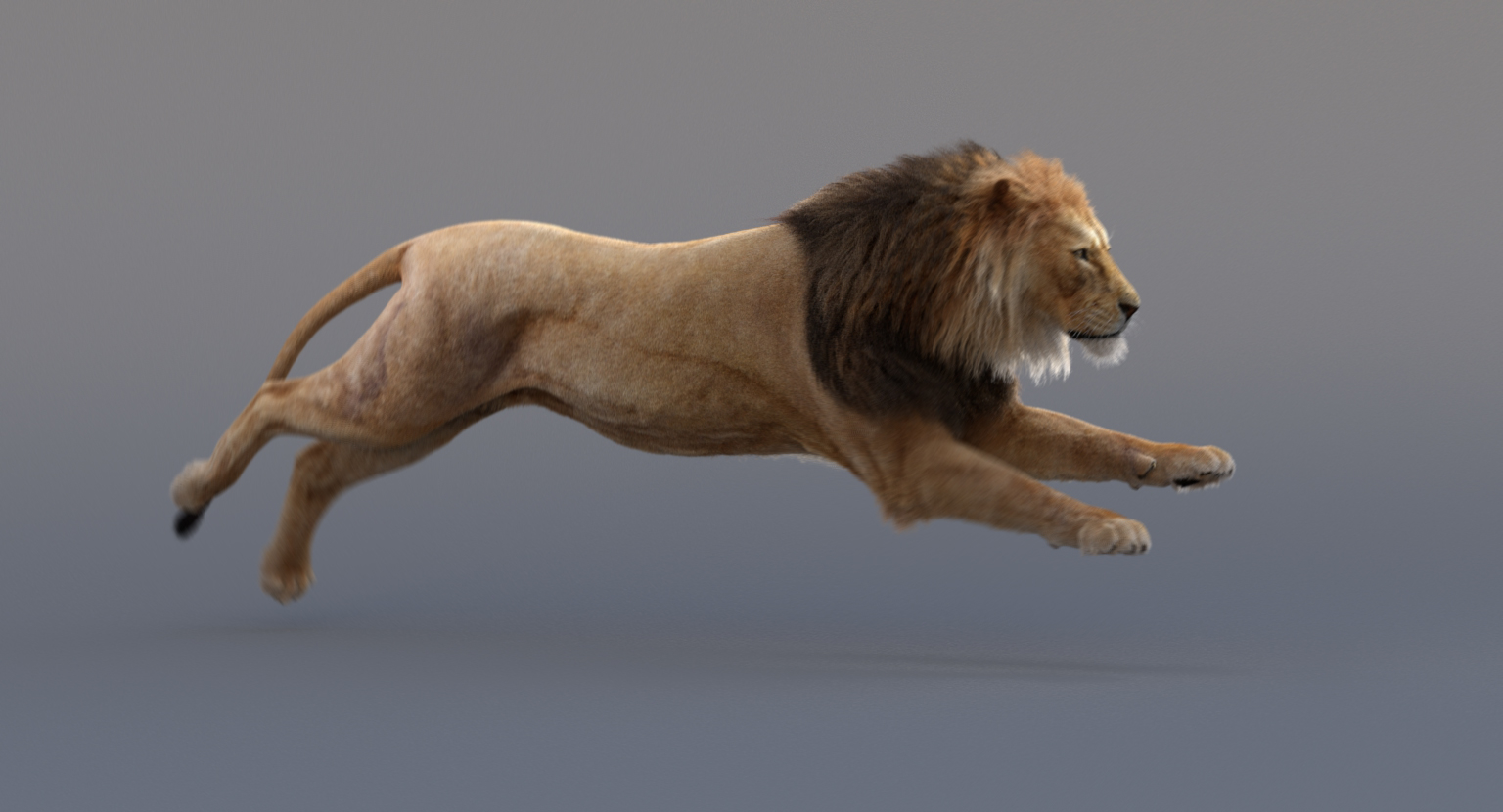 3D realistic lion animators - TurboSquid 1415056