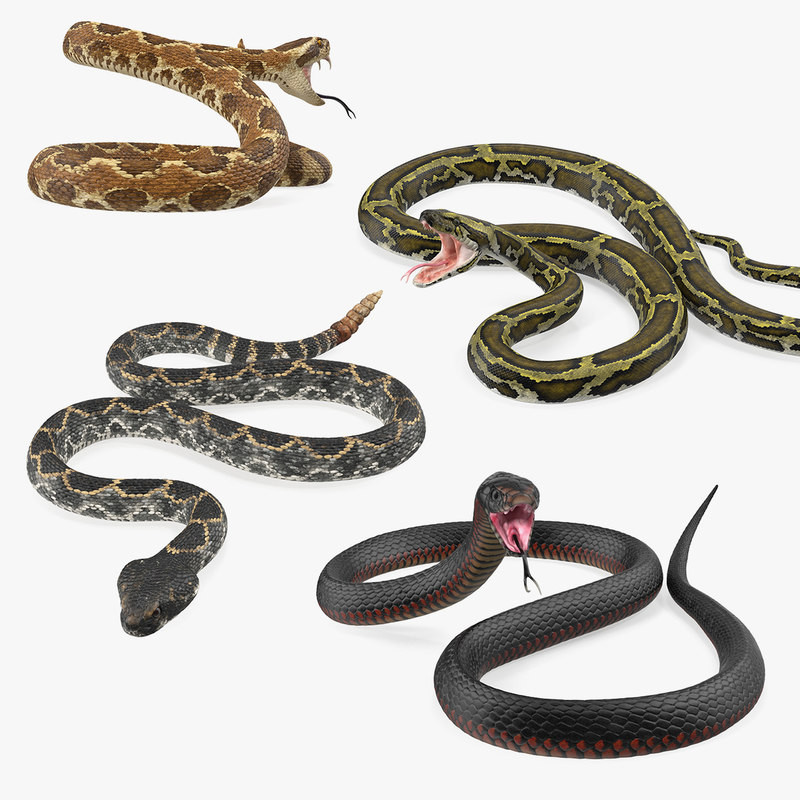 3D model snakes 2 - TurboSquid 1415412