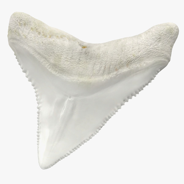 Shark teeth model - TurboSquid 1418882