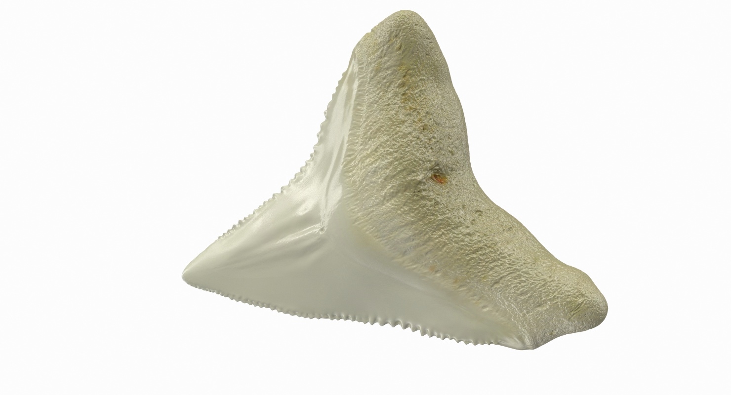 3D fossil shark teeth model - TurboSquid 1416211