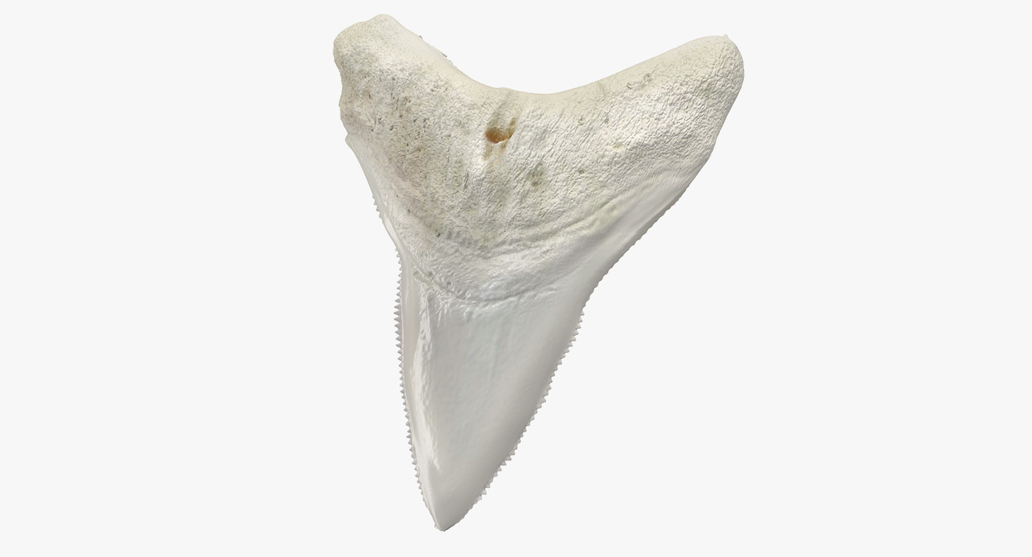 3D great white shark tooth model - TurboSquid 1416225