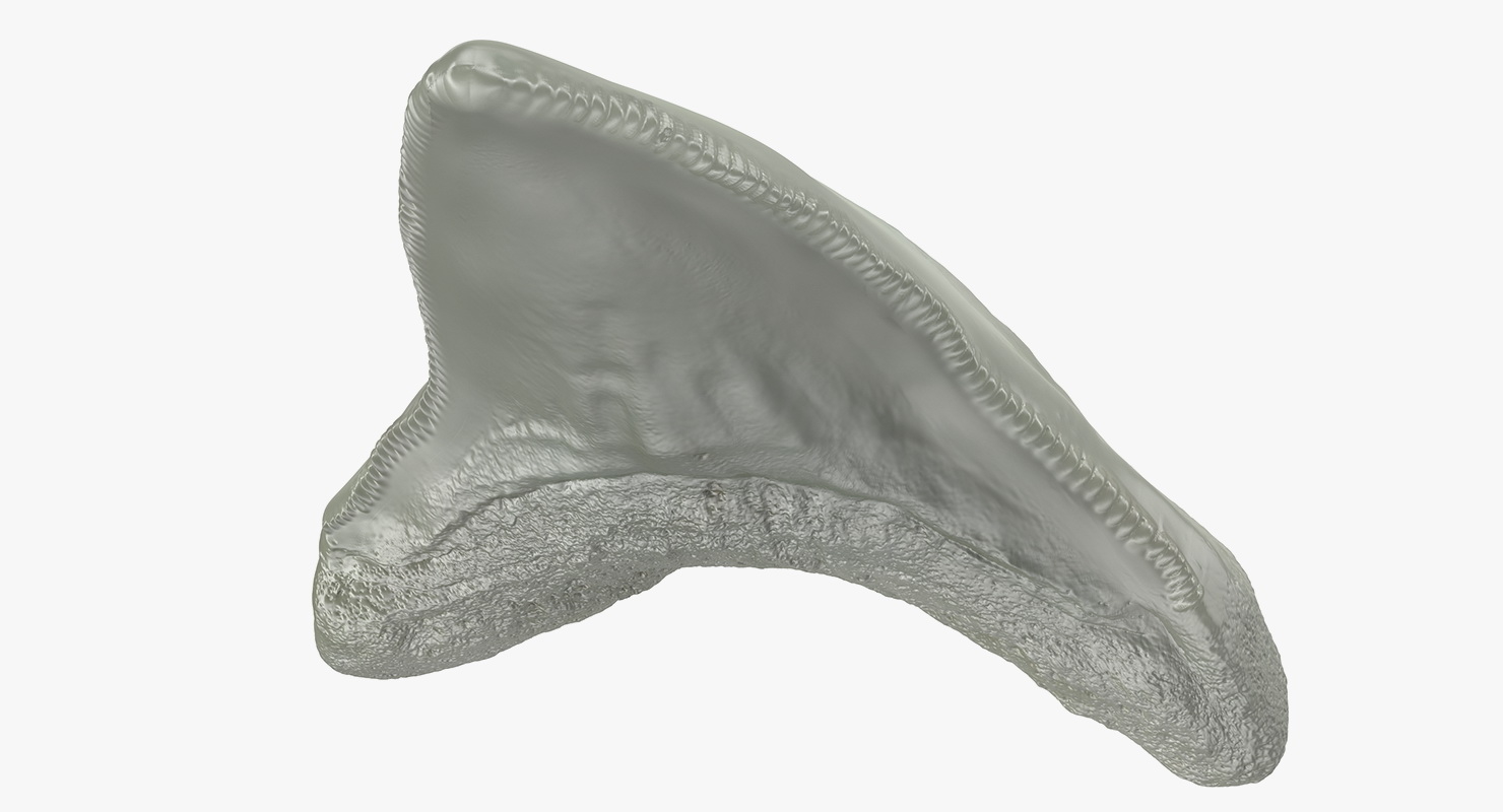 Megalodon shark tooth 3D model - TurboSquid 1416237