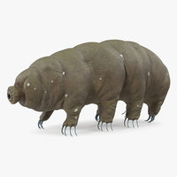 extremophile tardigrade macrobiotus sapiens obj