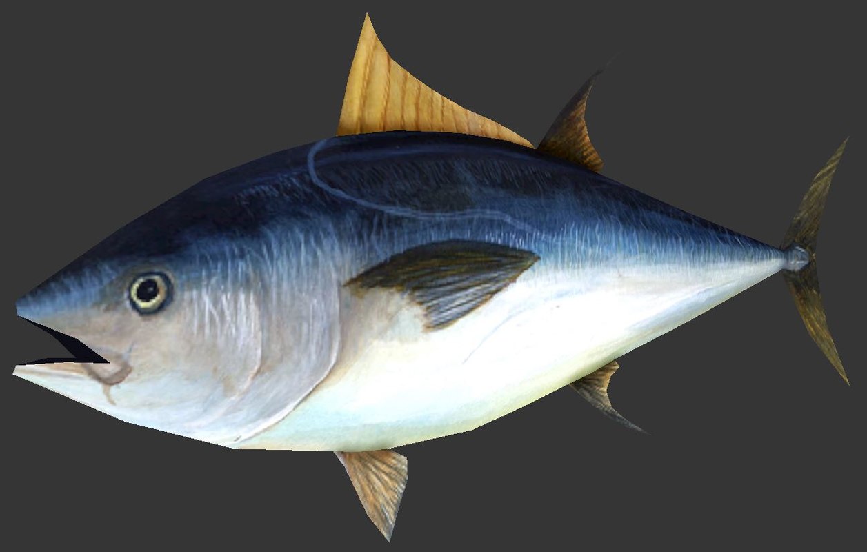 Free 3D atlantic bluefin - TurboSquid 1416066