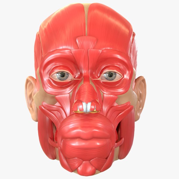 Modeled muscles face anatomy 3D - TurboSquid 1416236