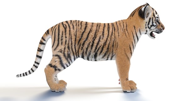 3D tiger animal mammal - TurboSquid 1394984