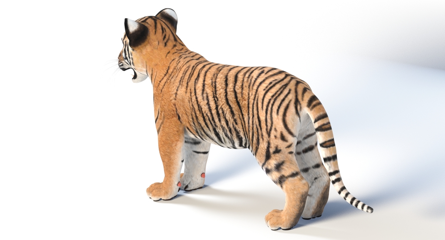 3D tiger animal mammal - TurboSquid 1394984