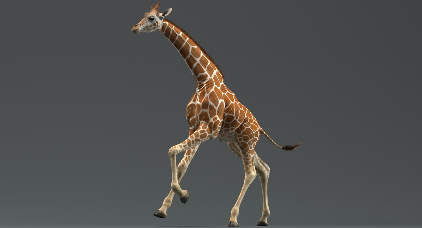 Realistic giraffe animations 3D model - TurboSquid 1416621