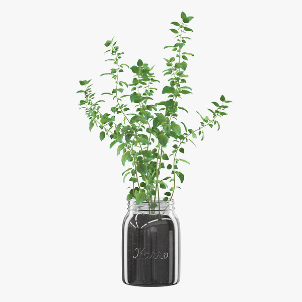 3d model thyme herb