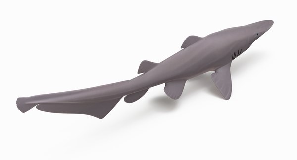 Koboldhai 3D-Modell - TurboSquid 1417221