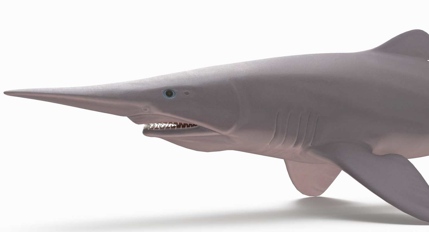 Koboldhai 3D-Modell - TurboSquid 1417221