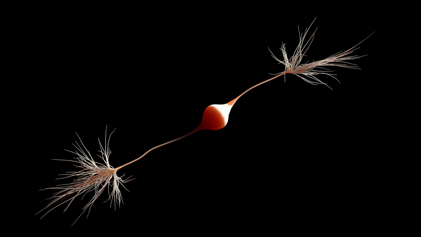 3D bipolar neuron - TurboSquid 1417373