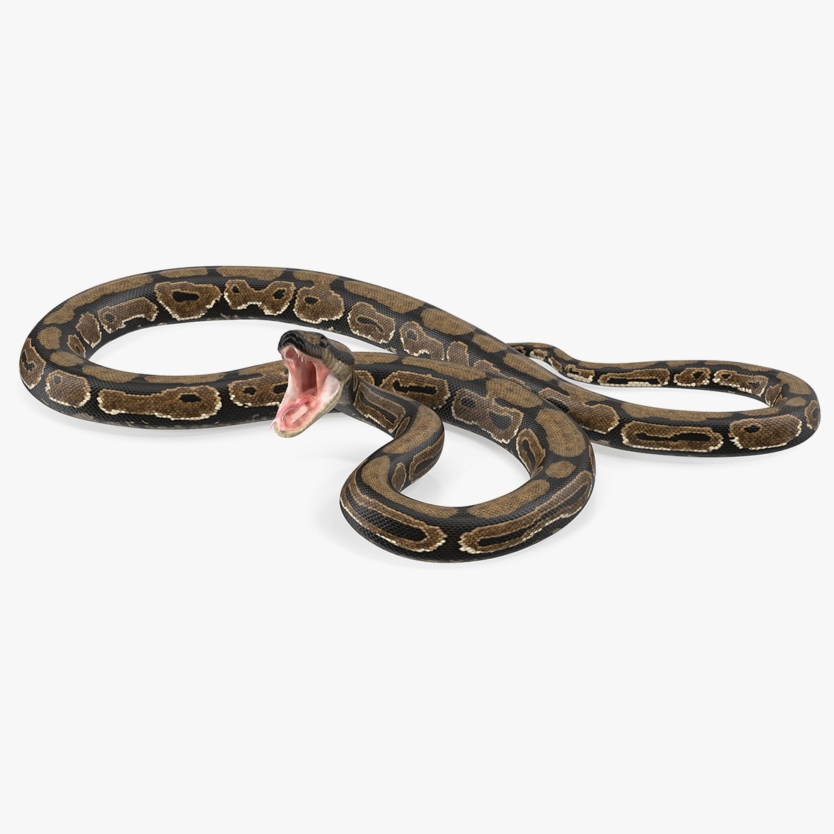 3D brown python snake rigged model - TurboSquid 1417834