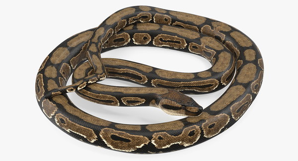 3D brown python snake rigged model - TurboSquid 1417834