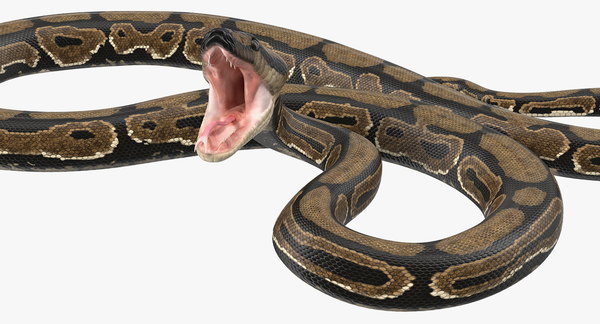 3D brown python snake rigged model - TurboSquid 1417834