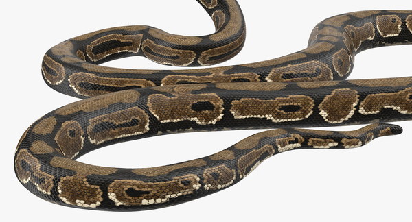3D brown python snake rigged model - TurboSquid 1417834