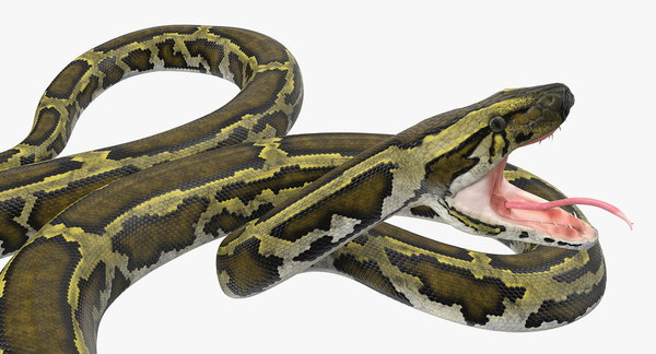 3D model green python snake rigged - TurboSquid 1417659