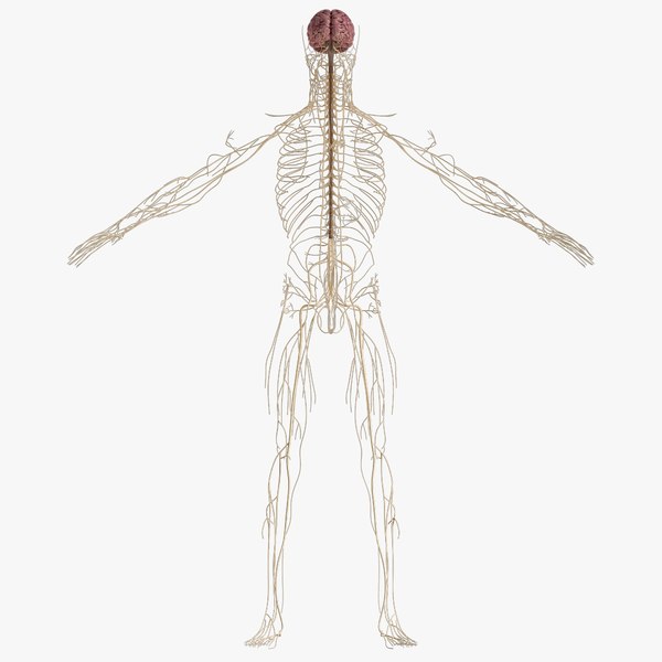 Free Nervous System 3D Models for Download | TurboSquid