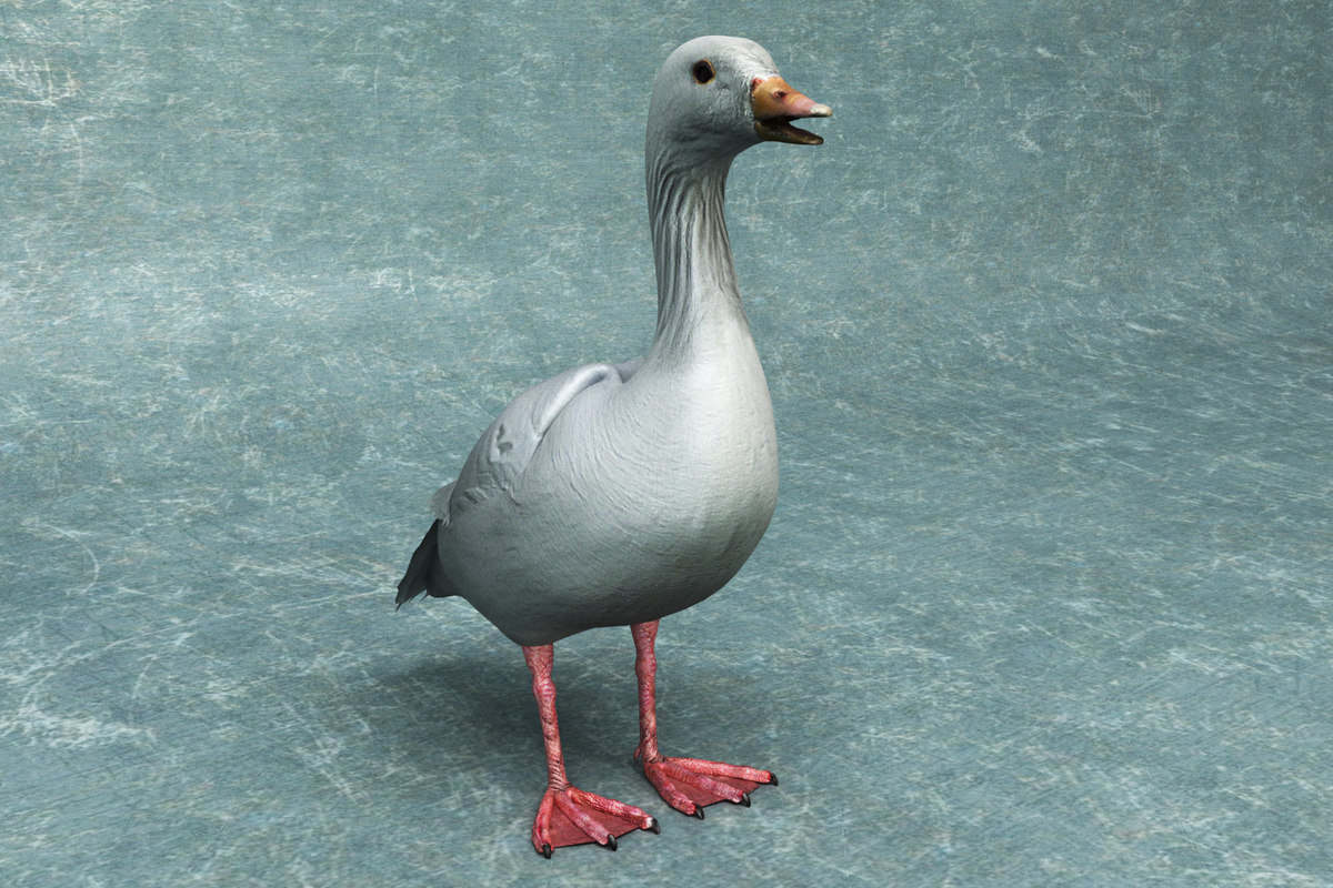 3D goose rigged - TurboSquid 1418535