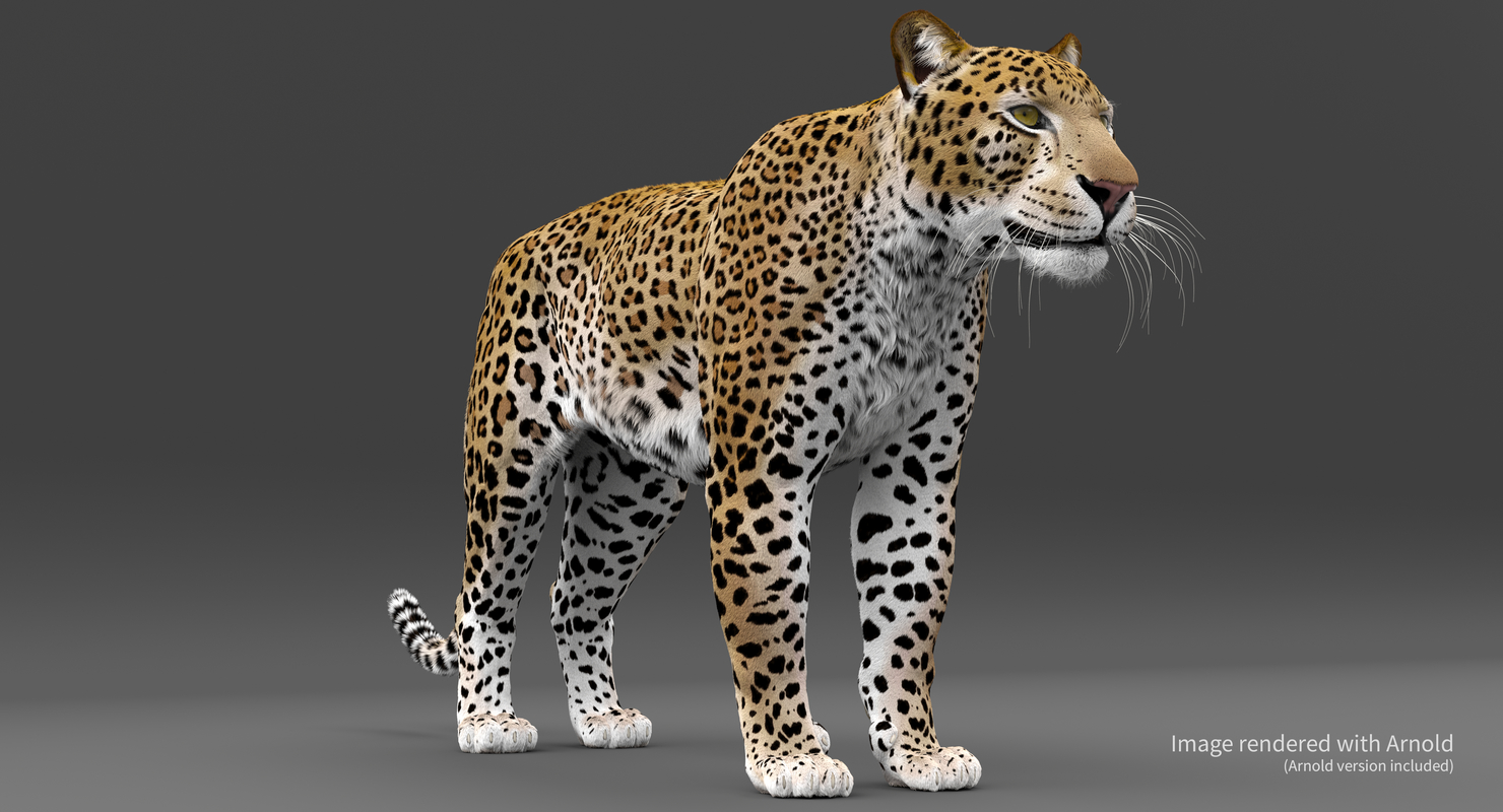modelo 3d Leopardo (piel) - TurboSquid 1409322