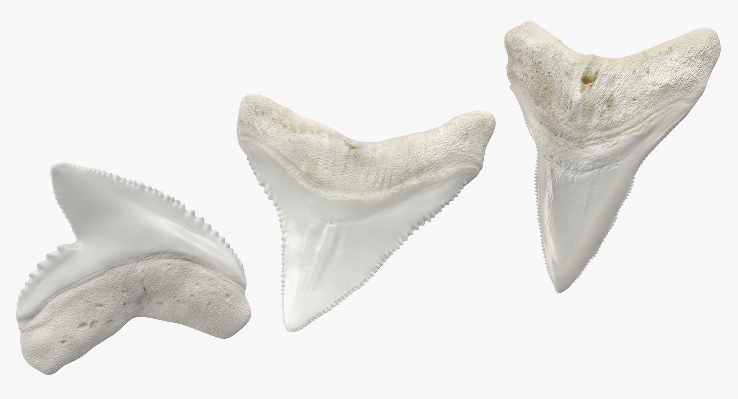 Shark teeth model - TurboSquid 1418882