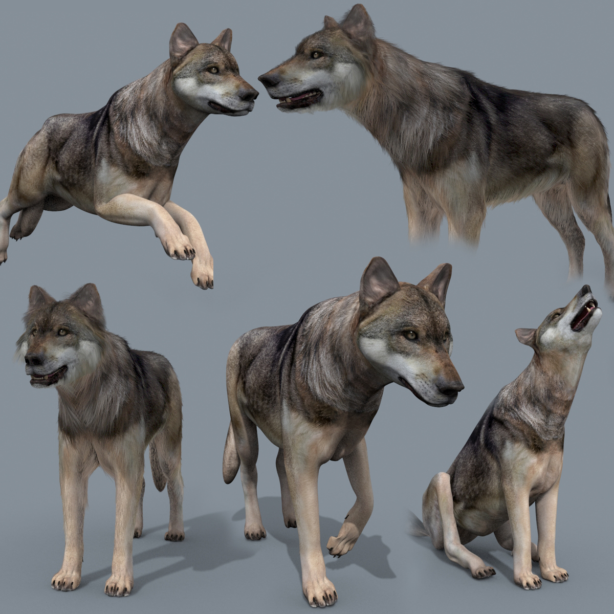 Wolf animation - 3D model - TurboSquid 1419003