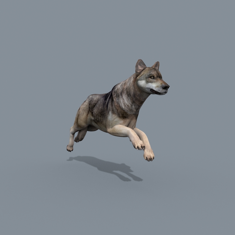 modelo 3d My Wolf - 3d modelo de lobo animado - TurboSquid 1419003