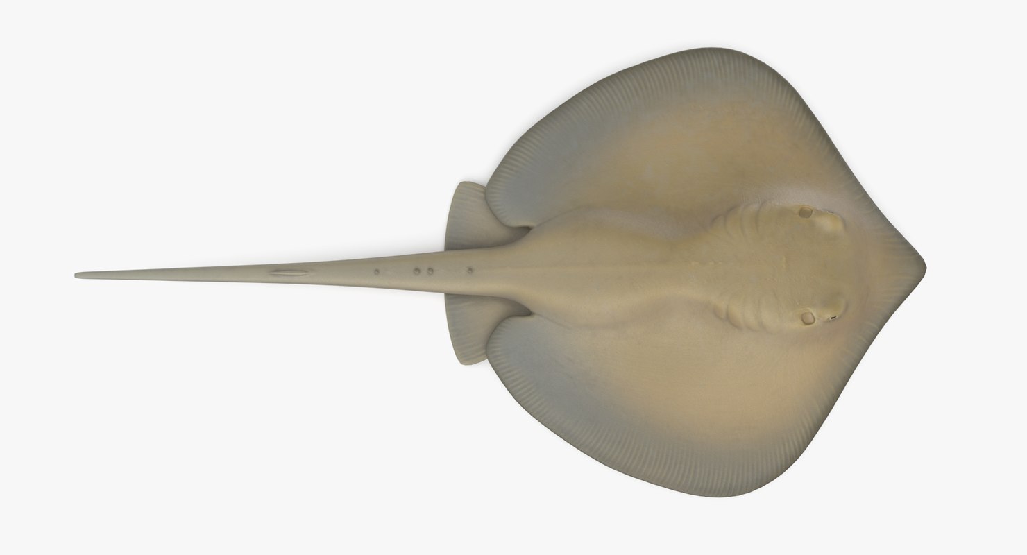 3D southern stingray model - TurboSquid 1419034