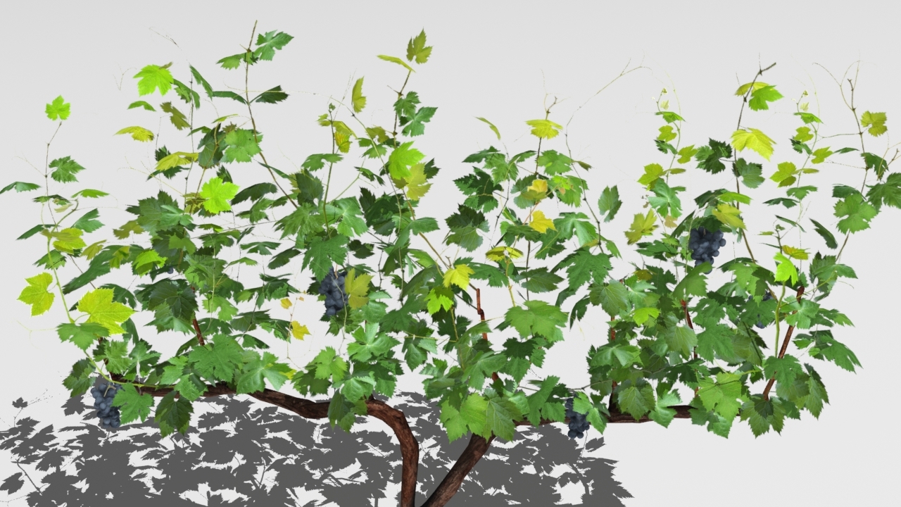 3D vineyard grapes model - TurboSquid 1419013