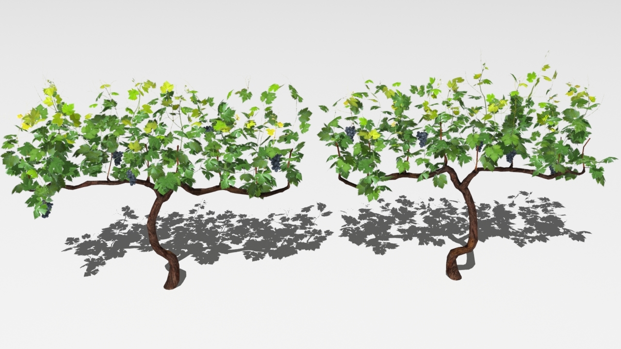3D vineyard grapes model - TurboSquid 1419013