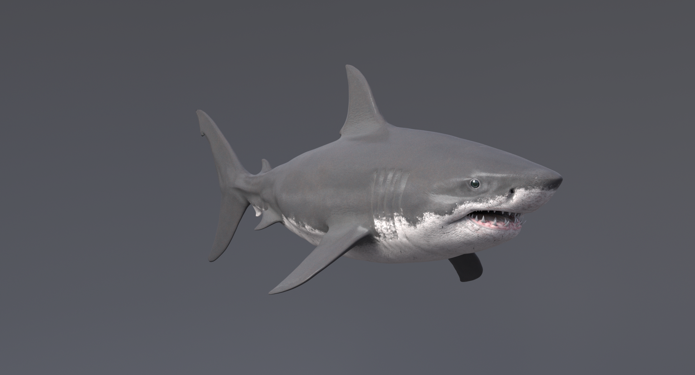 Świetny biały rekin Model 3D - TurboSquid 1420152